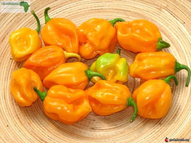 Alimentation - Gastronomie Semences de piment Abidjan - Banabaana