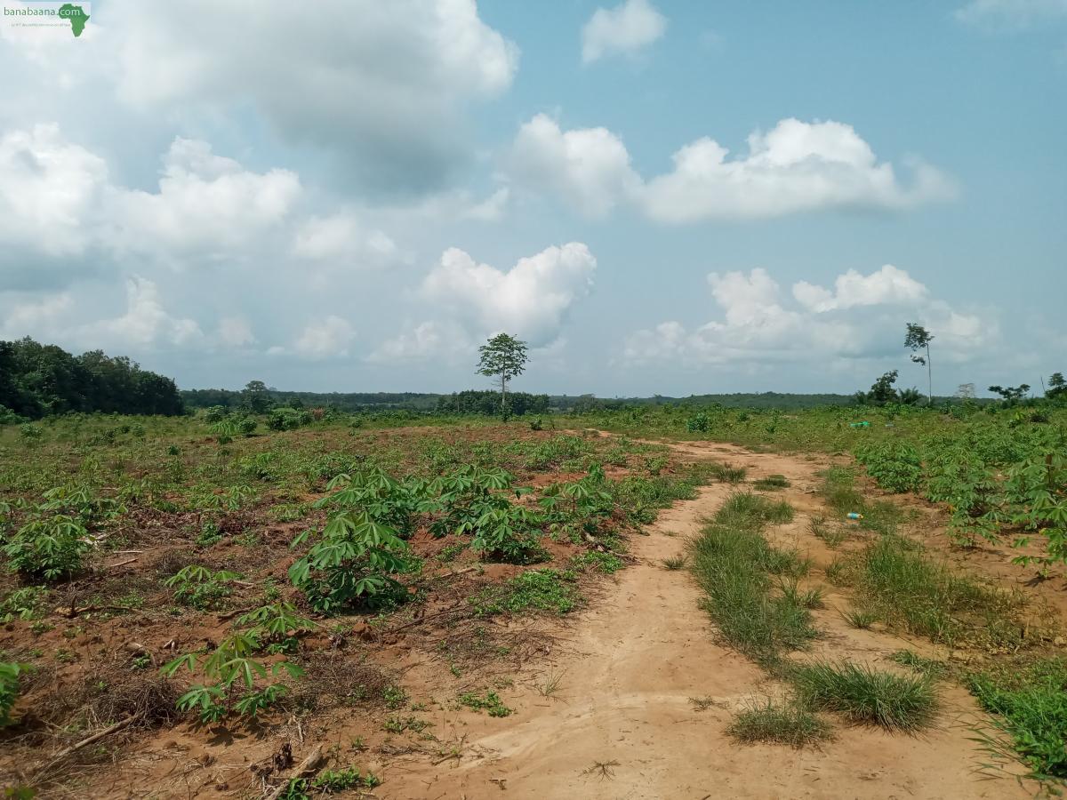 Terrains - Parcelles Terrain à vendre à Songon Abidjan - Banabaana
